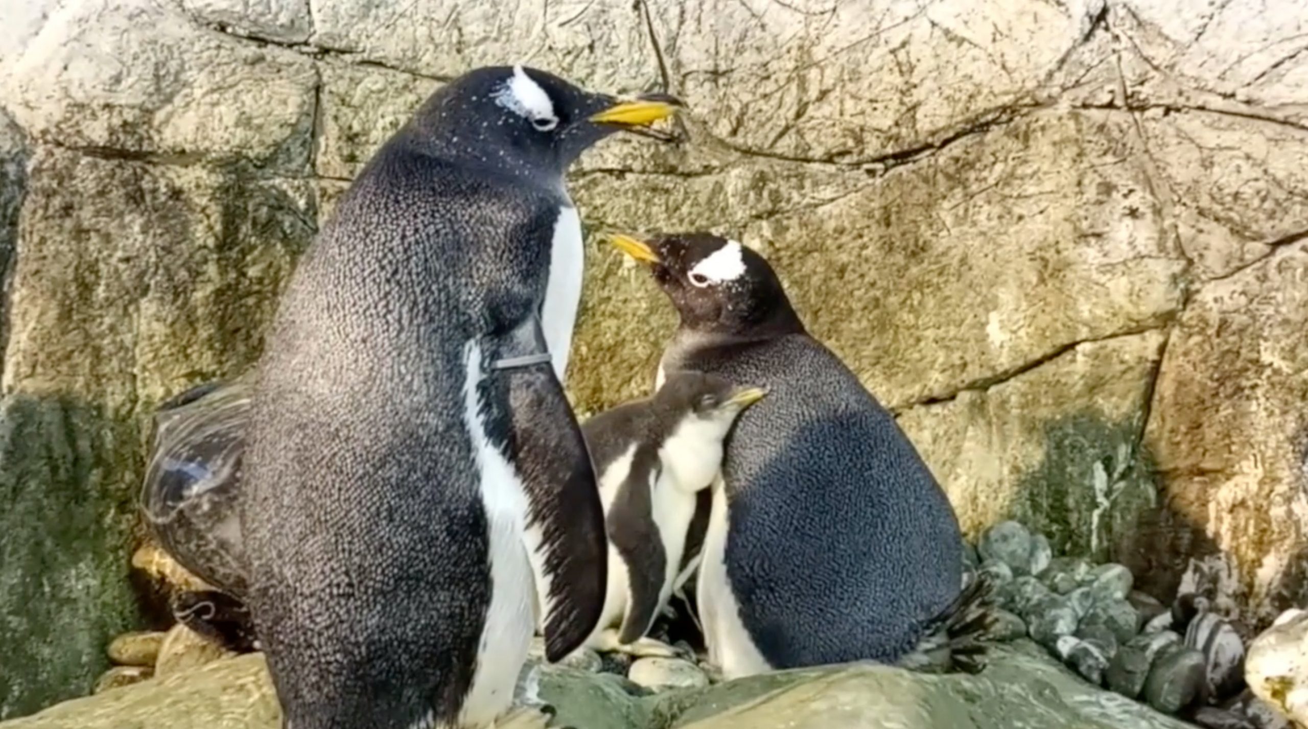 Un couple de manchots mâles du zoo d'Indianapolis vient d'avoir un bébé ...